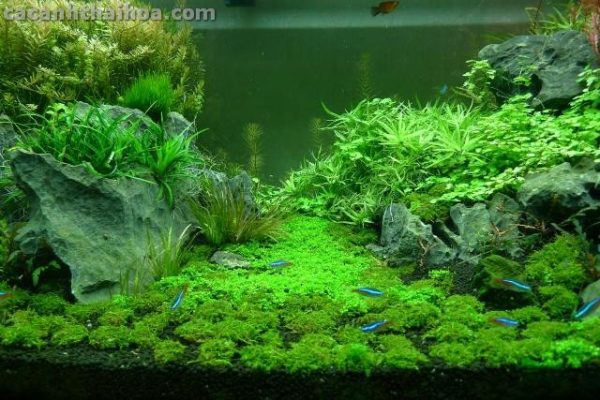 Đá thủy sinh - Đá tiger - đá da voi - đá tai mèo - đá ong- đá cuội