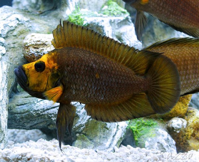 Cá Ali Calvus đặc điểm sinh học và cách chăm sóc - Thái Hoà Aquarium