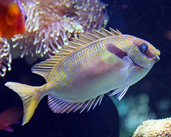 Cá Tu Hú đặc điểm sinh học và cách chăm sóc - Thái Hoà Aquarium