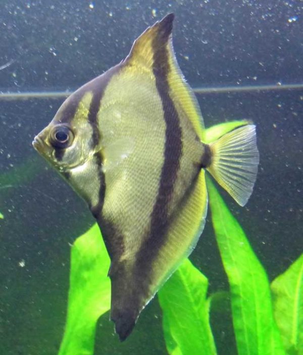 Cá Chim Đen đặc điểm sinh học và cách chăm sóc - Thái Hoà Aquarium