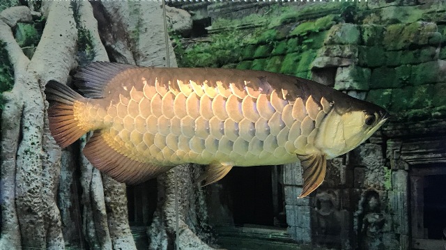 Danh Sách Cá Rồng Huyết Long - Quá Bối - Thái Hoà Aquarium