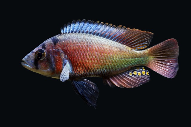 Cá Ali Red Rufus đặc điểm sinh học và cách nuôi - Thái Hoà Aquarium