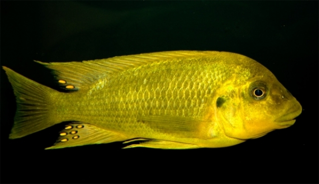 Cá Ali Moshi đặc điểm sinh học và cách chăm sóc - Thái Hoà Aquarium