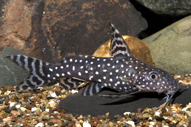 Cá Mèo Polka đặc điểm sinh học và cách chăm sóc - Thái Hoà Aquarium