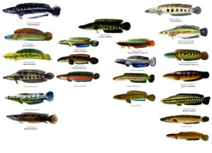 Cá Lóc Vẩy Rồng - Những vị vua của dòng cá Lóc cảnh - Thái Hòa Aquarium