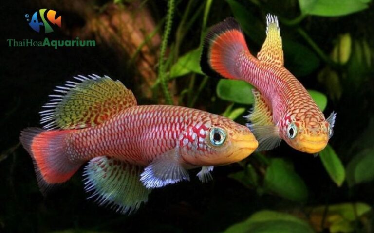 Cá Killi Rachovii – Loài Cá Sặc Sỡ Tựa Tắc Kè Hoa