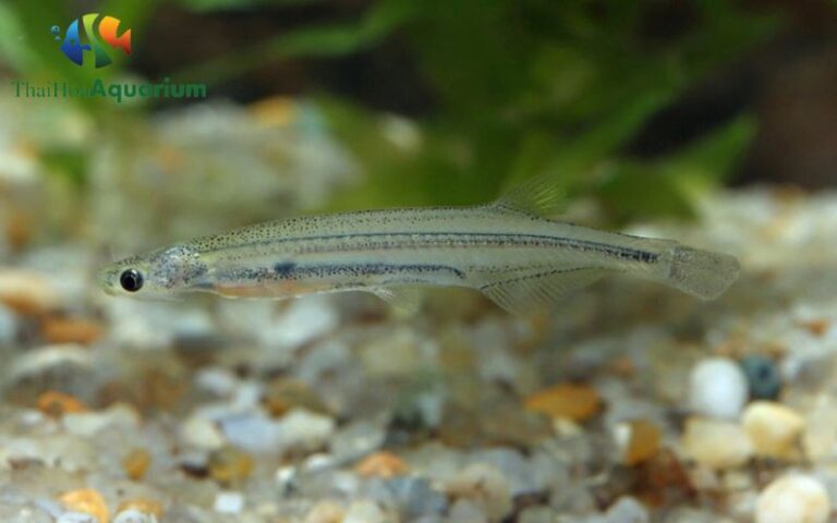 Sự Thật Về Candiru Vampiro – Loài Cá “Ma Cà Rồng” Vùng Amazon