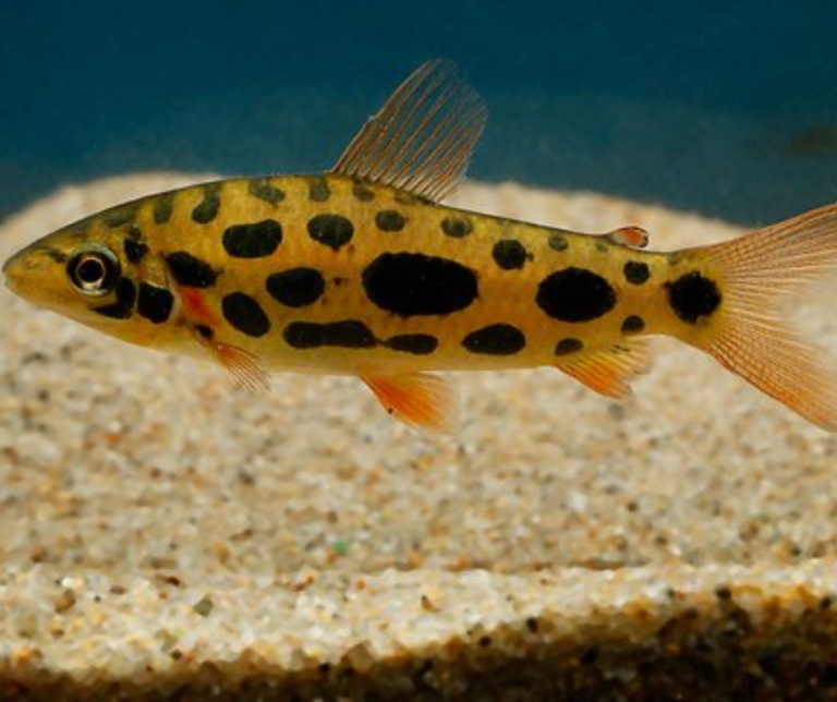 Clown Spotted Leporinus – “Siêu Cá” Sặc Sỡ Gây Sốt Giới Cá Cảnh - Thái ...